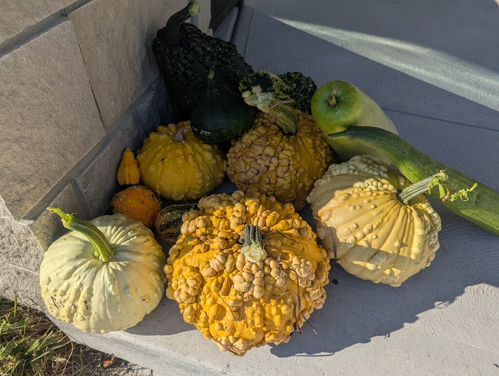 I am ready for Halloween 2025 with home grown pumpkins, gourds and mums ...
