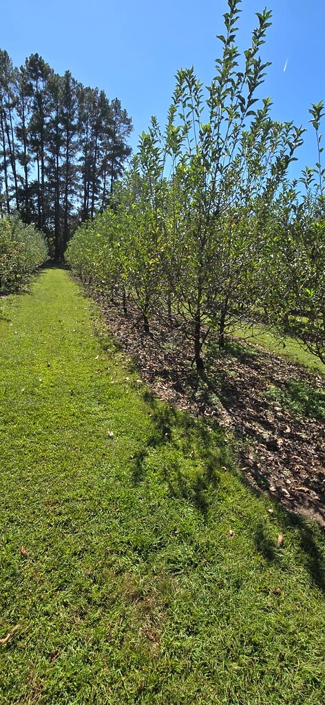 Twin Row Apple Planting - General Fruit Growing - Growing Fruit