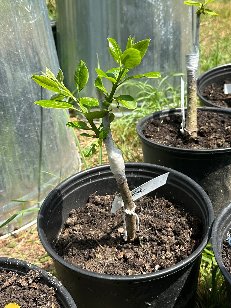 Root bound potted persimmons, what to do! - General Fruit Growing ...