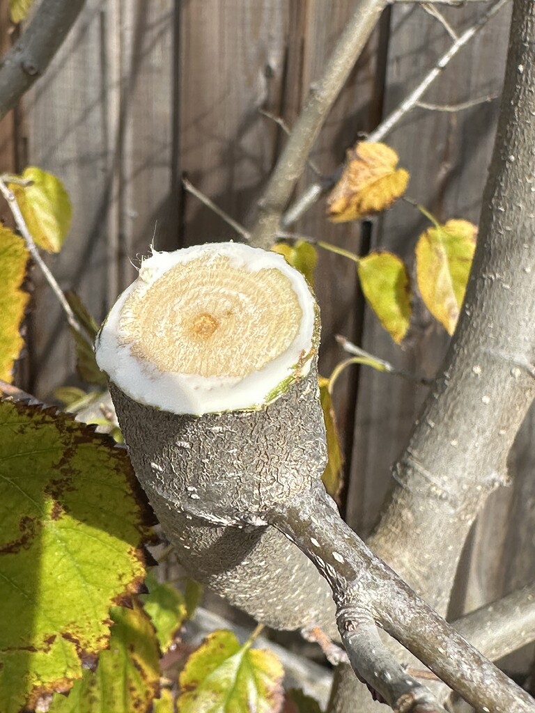 Grafting Mulberry with Sap Flowing - General Fruit Growing - Growing Fruit