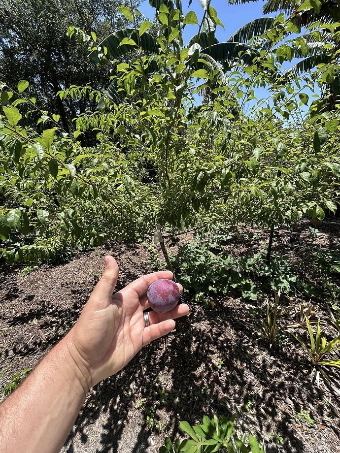 Trialing Gulf Series Plums in S. Georgia - General Fruit Growing ...