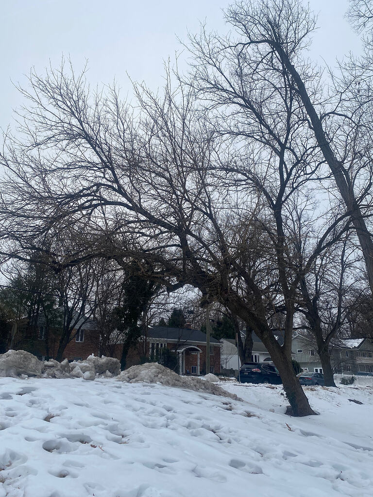 ID old mulberry tree - General Fruit Growing - Growing Fruit