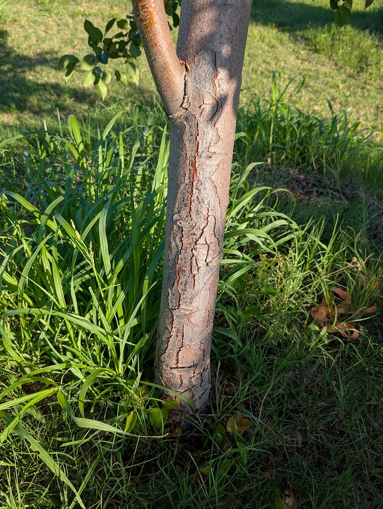 Pear 911! - General Fruit Growing - Growing Fruit