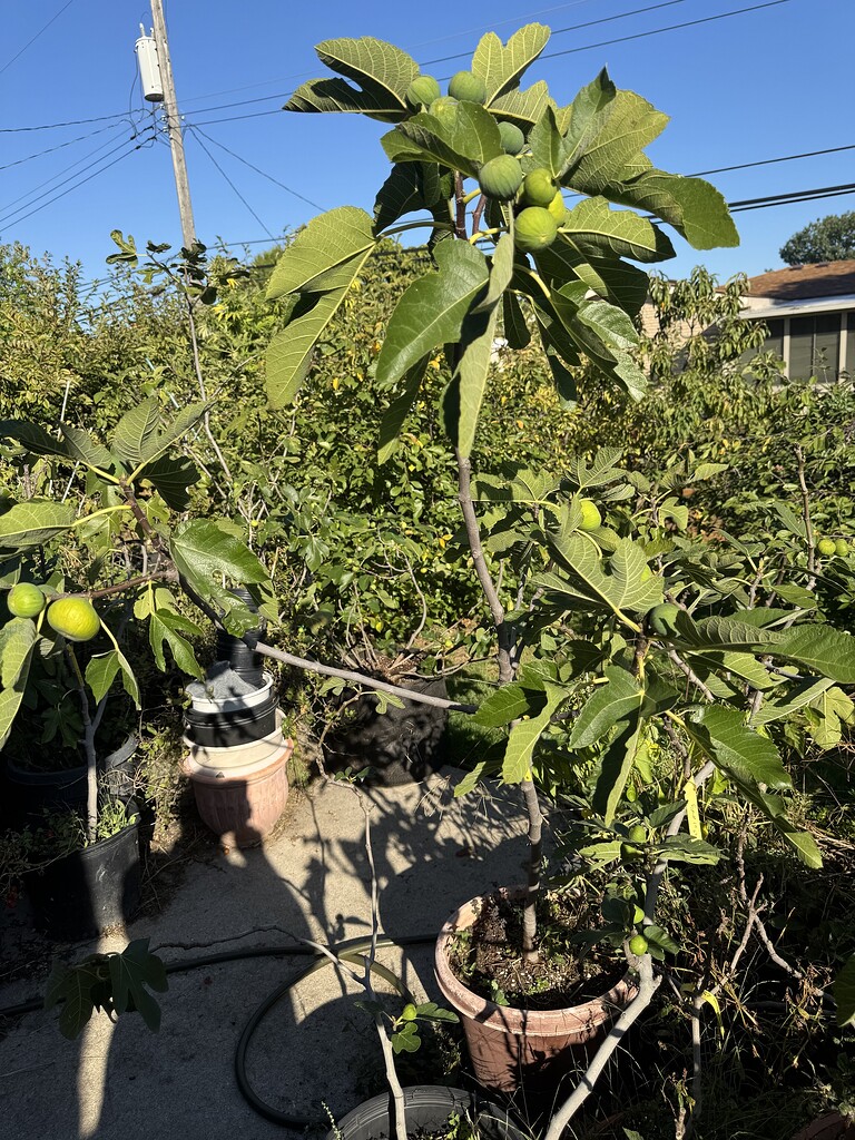 Fig seedling #5 - General Fruit Growing - Growing Fruit