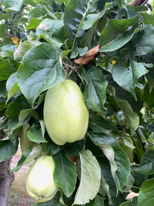 weird looking fruit trees