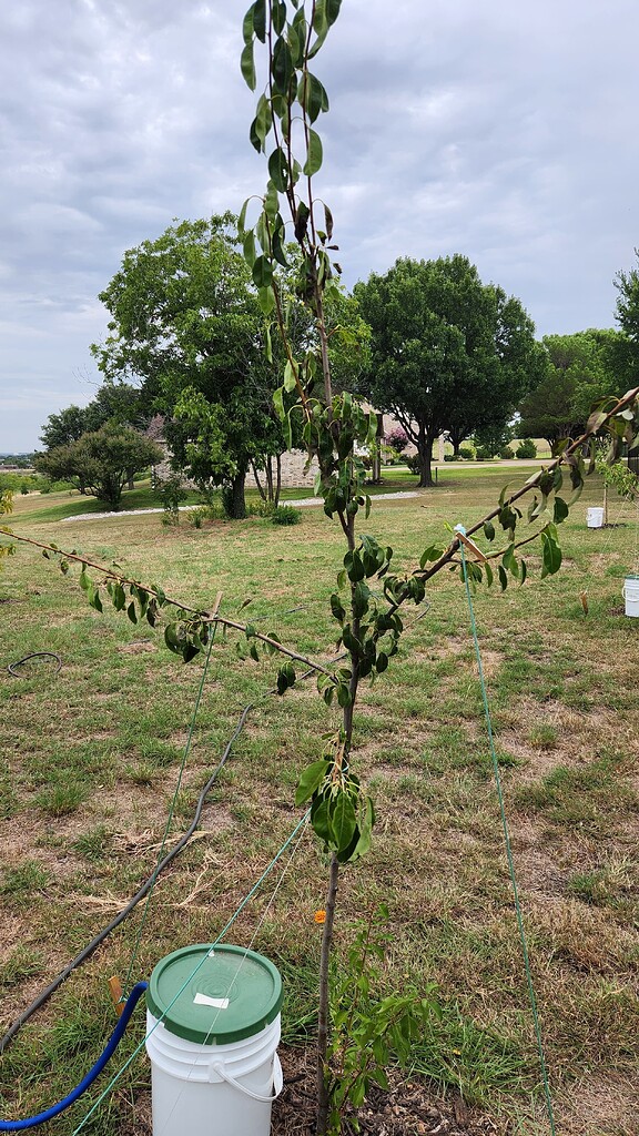 Pear Fire Blight?! Mites? - General Fruit Growing - Growing Fruit