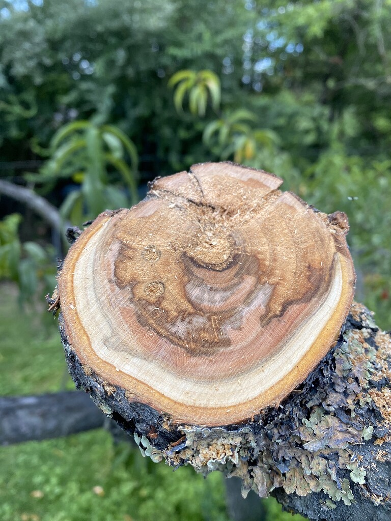 Long-term sunscald damage illustrated - General Fruit Growing - Growing ...