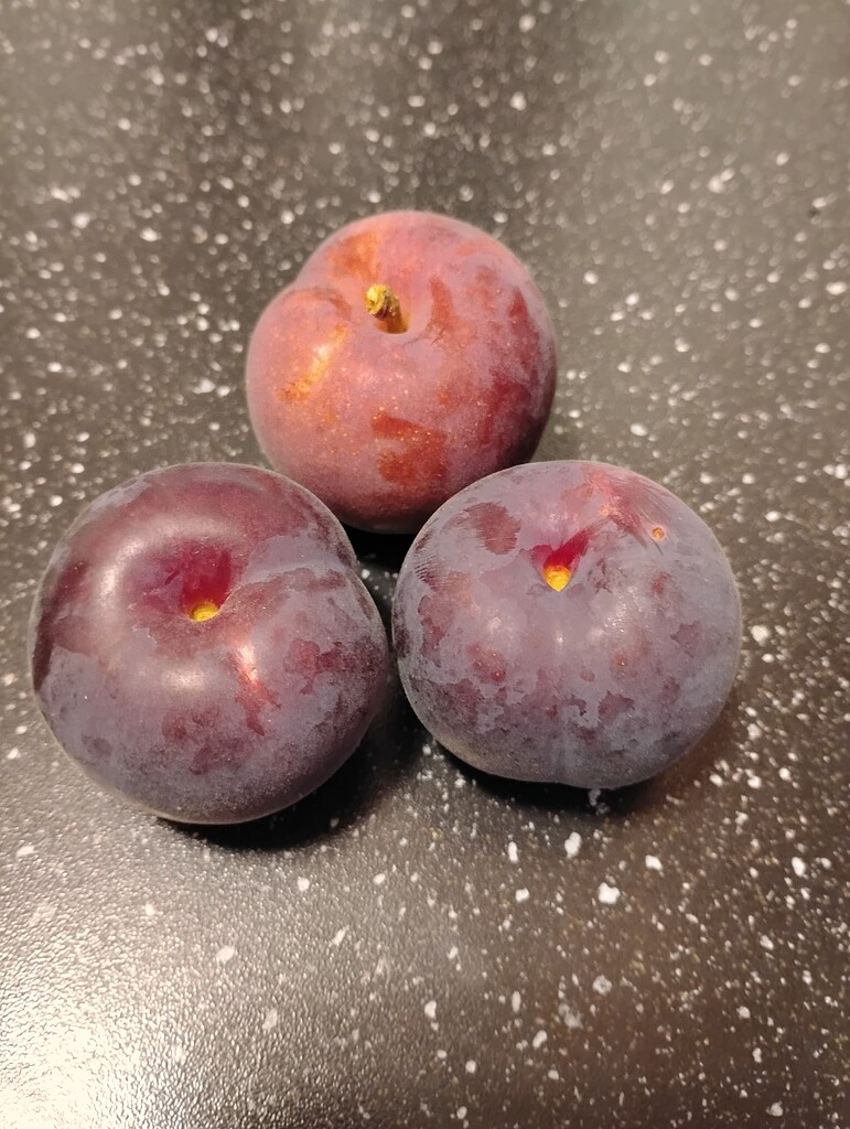 Plum ID Needed - General Fruit Growing - Growing Fruit