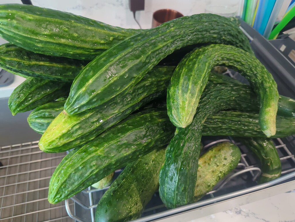 Cucumber 🥒 2025 - General Gardening - Growing Fruit