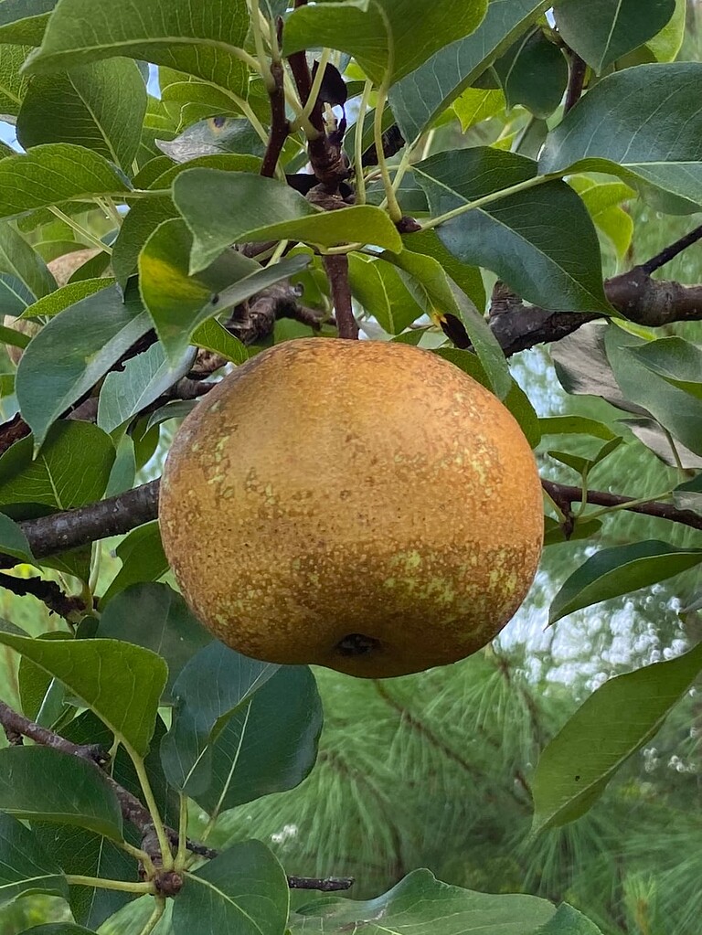 Orient not everyone's pear - Pictures! - Growing Fruit