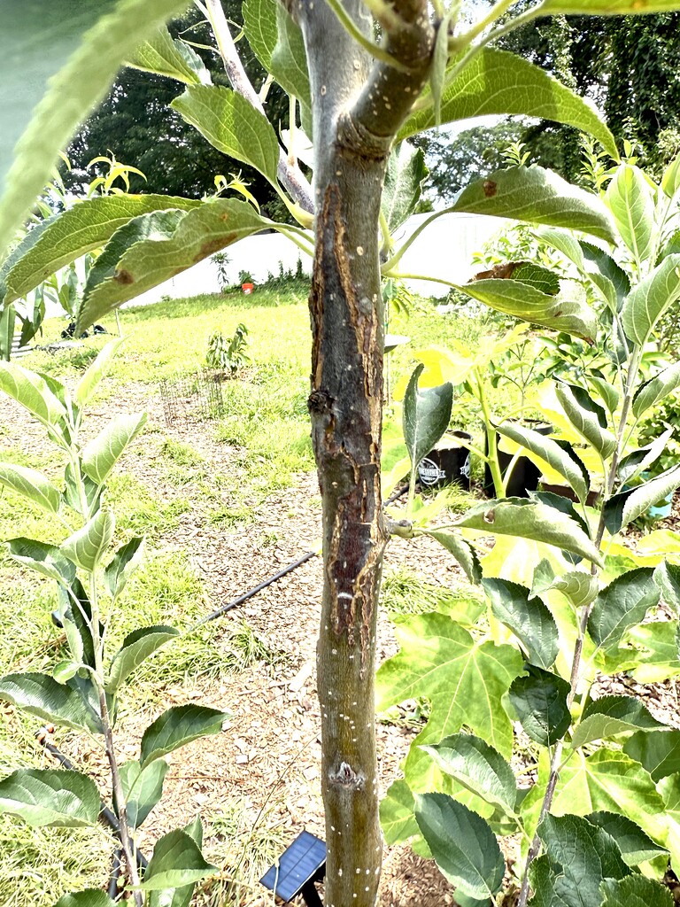 Apple canker(fungal) or fireblight - General Fruit Growing - Growing Fruit