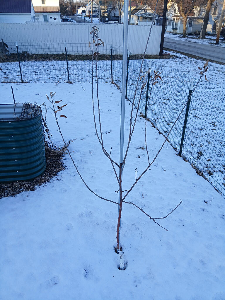 Galarina Apple on G.214 Rootstock - Pictures! - Growing Fruit