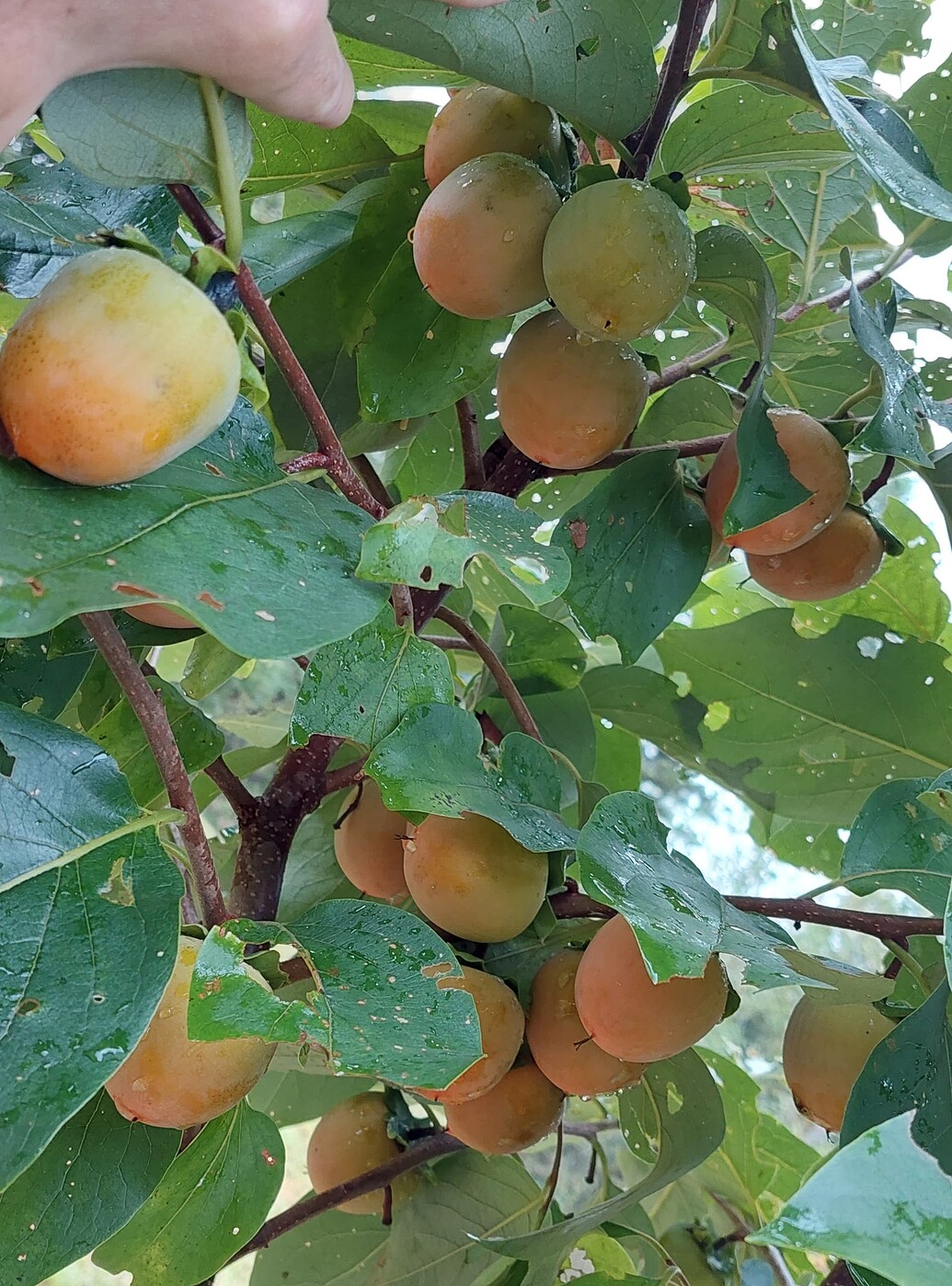 Male persimmon for pollination of hybrids? - General Fruit Growing ...