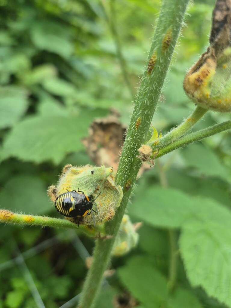 What is this beetle? - General Gardening - Growing Fruit