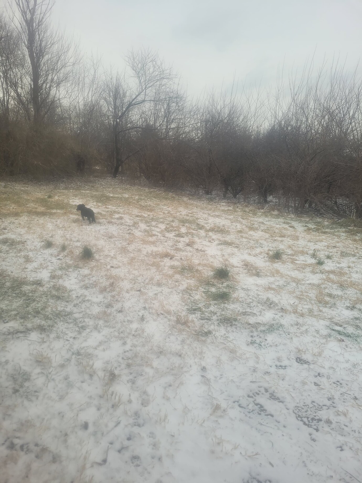 Chilly this morning - General Gardening - Growing Fruit