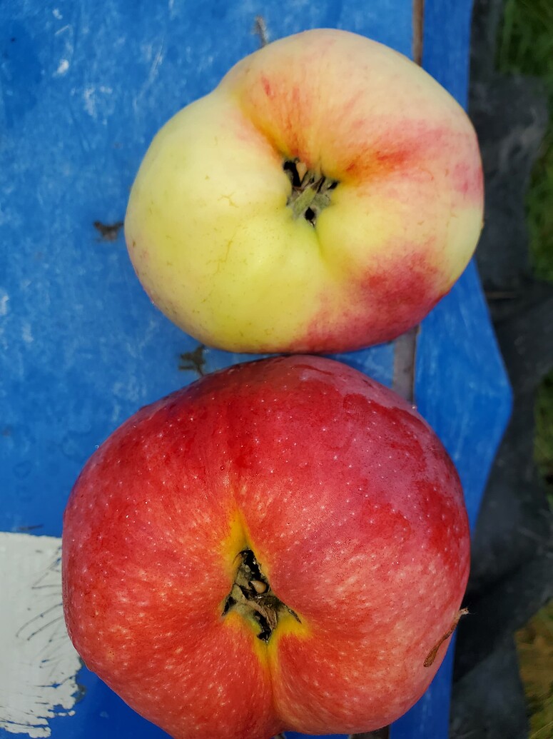 Williams Pride Apple Ripen Date - General Fruit Growing - Growing Fruit