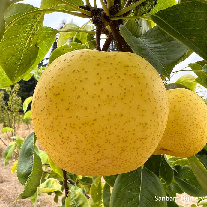 Korean Golden pear - General Fruit Growing - Growing Fruit