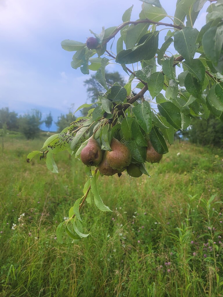 Fruit Production is too heavy too soon - General Fruit Growing ...