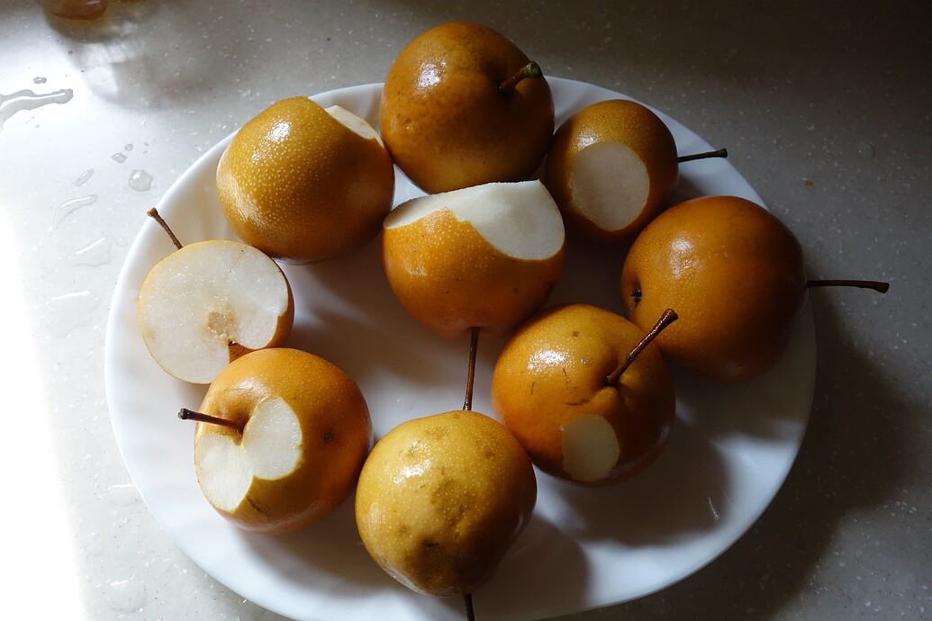 If you got too many Asian pears...juice them! - General Fruit Growing ...