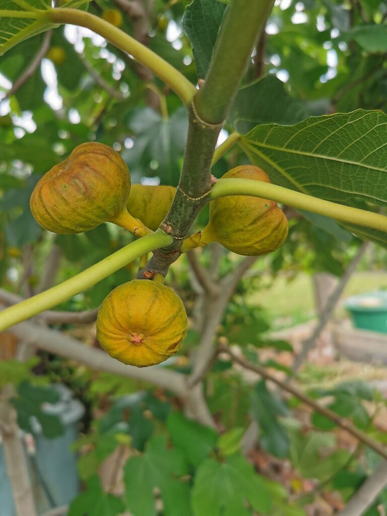 Fig fruit turning yellow in summer, is this a male? - General Fruit ...