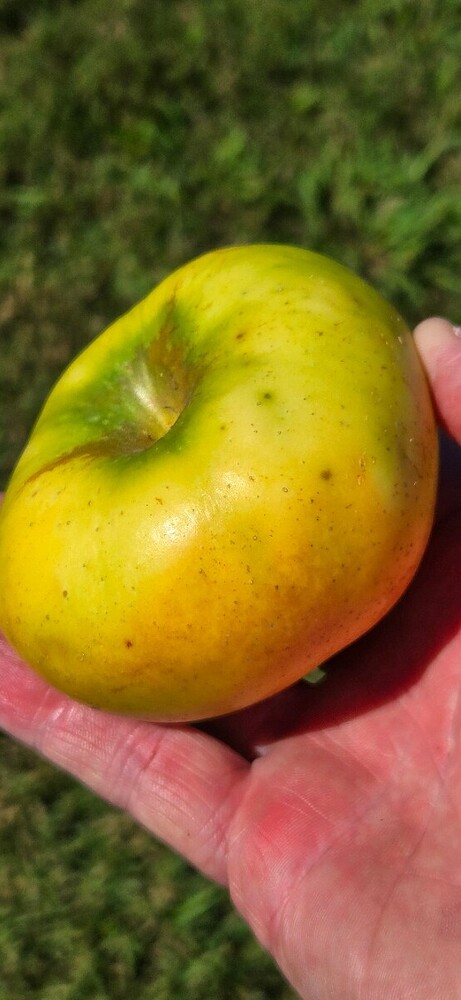 Katherine Apple? - General Fruit Growing - Growing Fruit