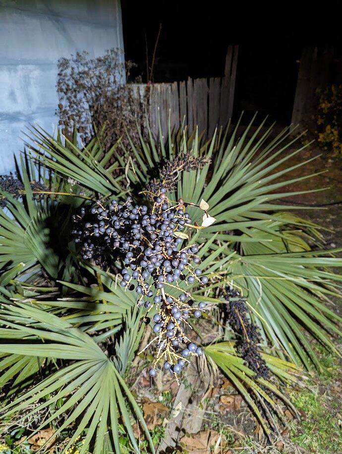 Dwarf acai plants - General Fruit Growing - Growing Fruit