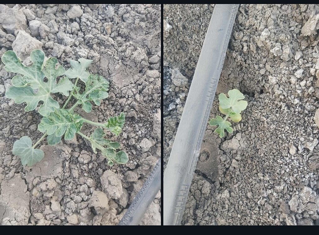 Watermelon - General Fruit Growing - Growing Fruit