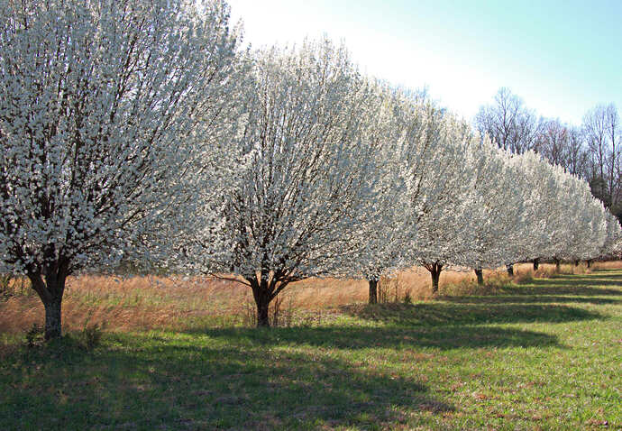 Biscamp Pear - Pollination - General Fruit Growing - Growing Fruit