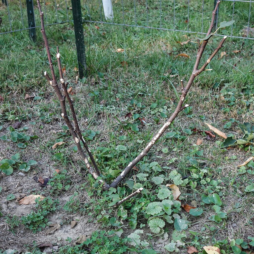 It is sad, but trees don't always pay off...$1500 for figs trees...and ...