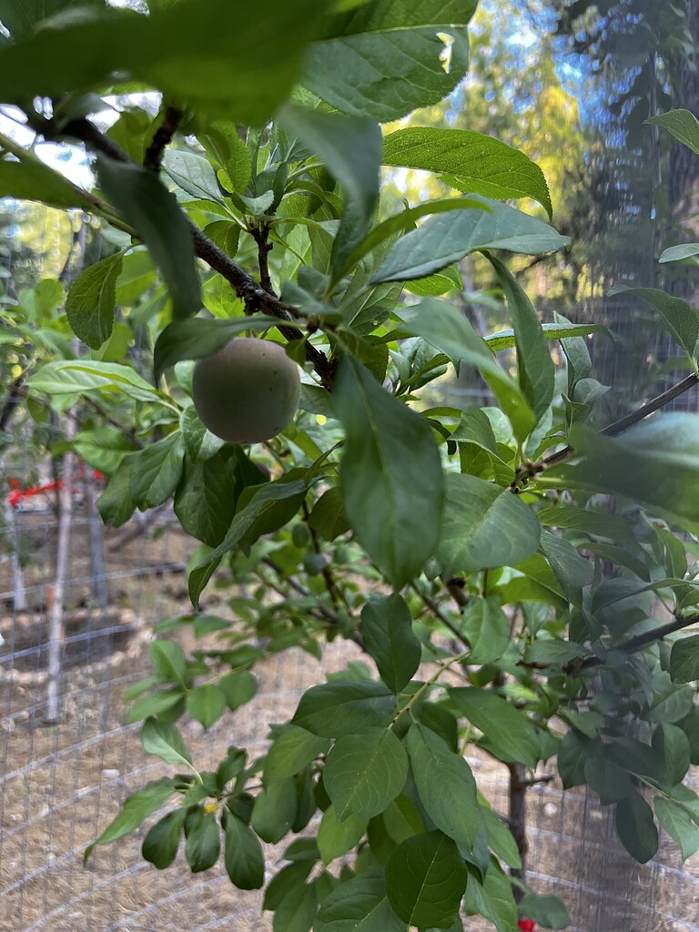 Flavor Supreme Pluot First Fruit - General Fruit Growing - Growing Fruit