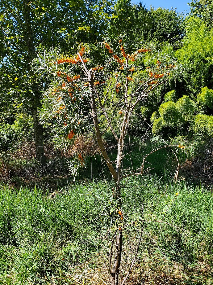 Sea Buckthorn project - General Fruit Growing - Growing Fruit