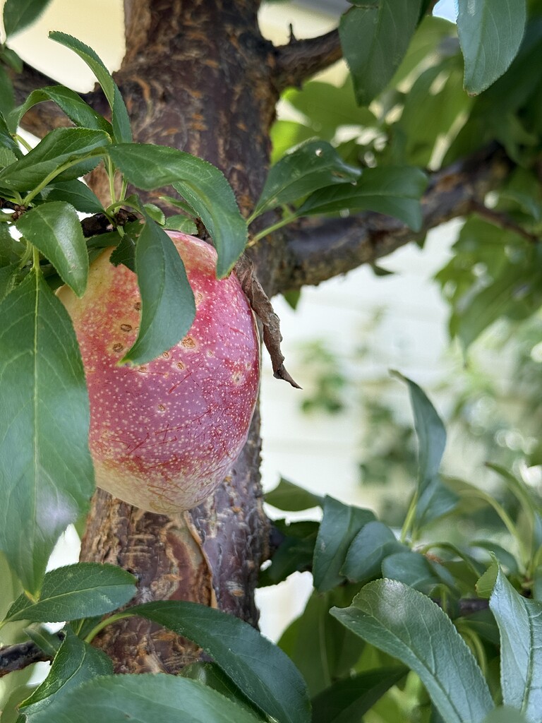 What cultivar of plum is this? Is it a hybrid? - General Fruit Growing ...