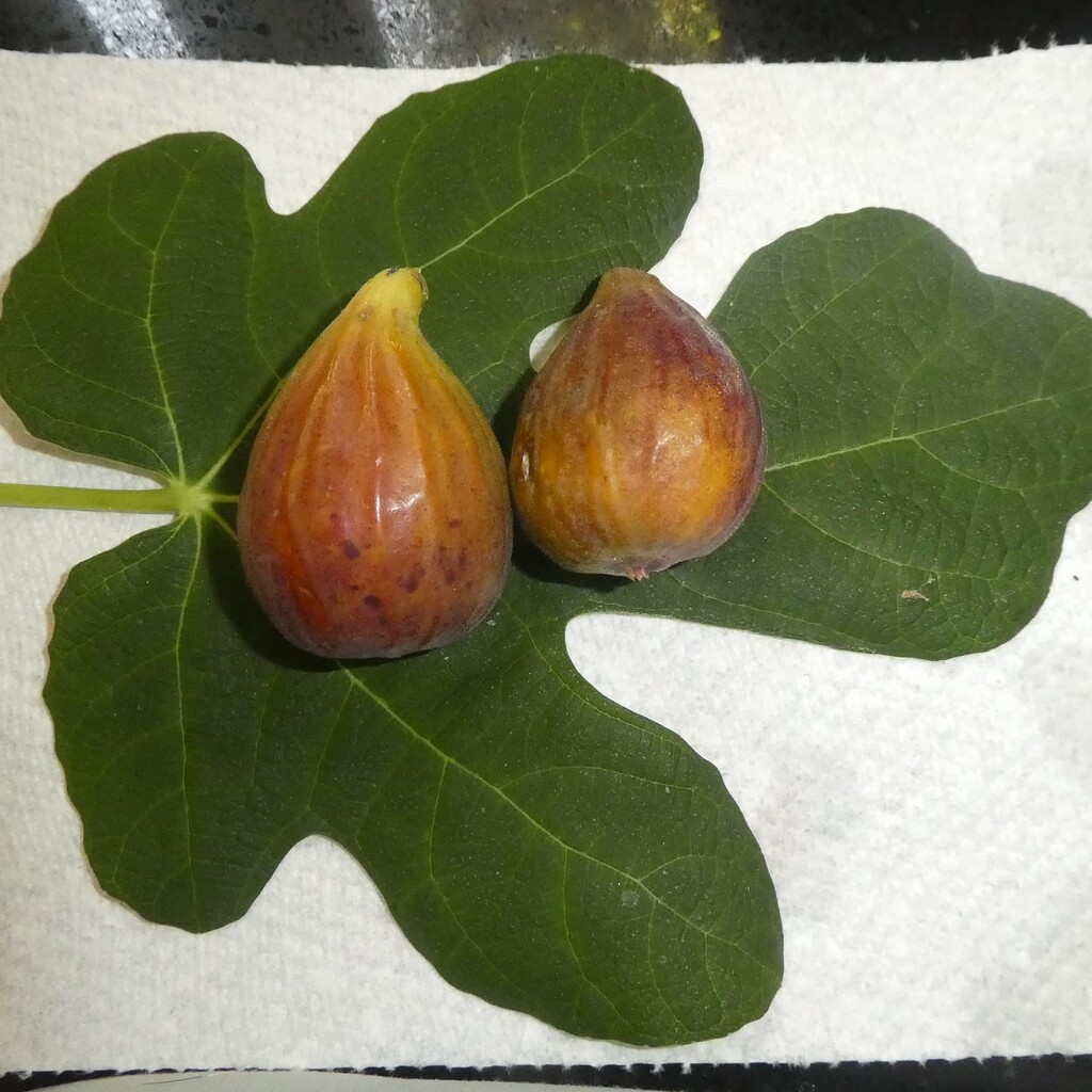 Fig ID - General Fruit Growing - Growing Fruit
