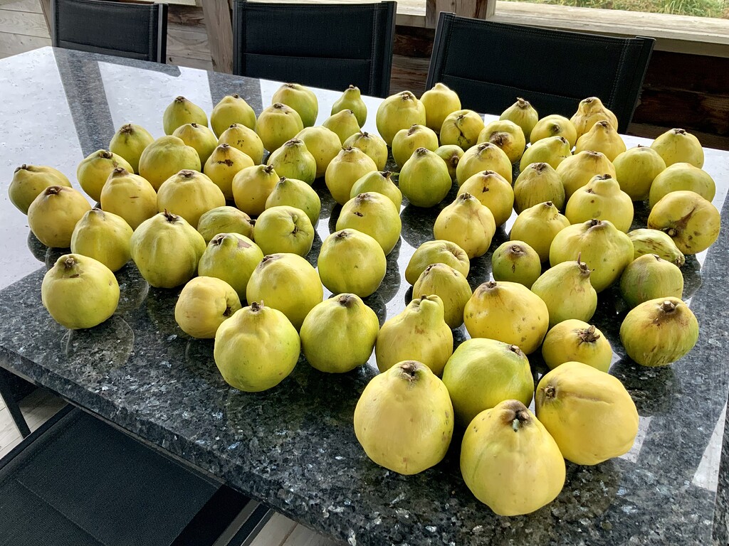 It’s possible to have nice fruits without spraying chemicals even in ...