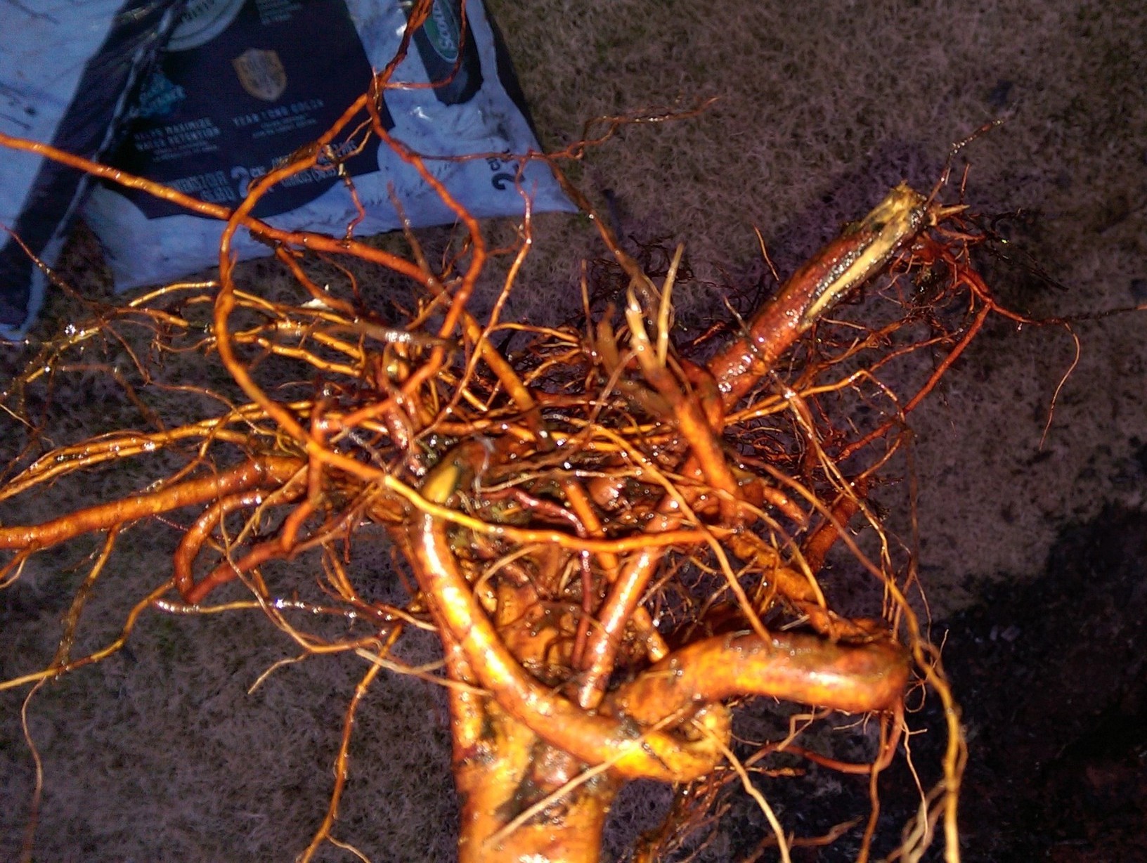 Bare root tree with wrapping/girdling roots - General Fruit Growing ...