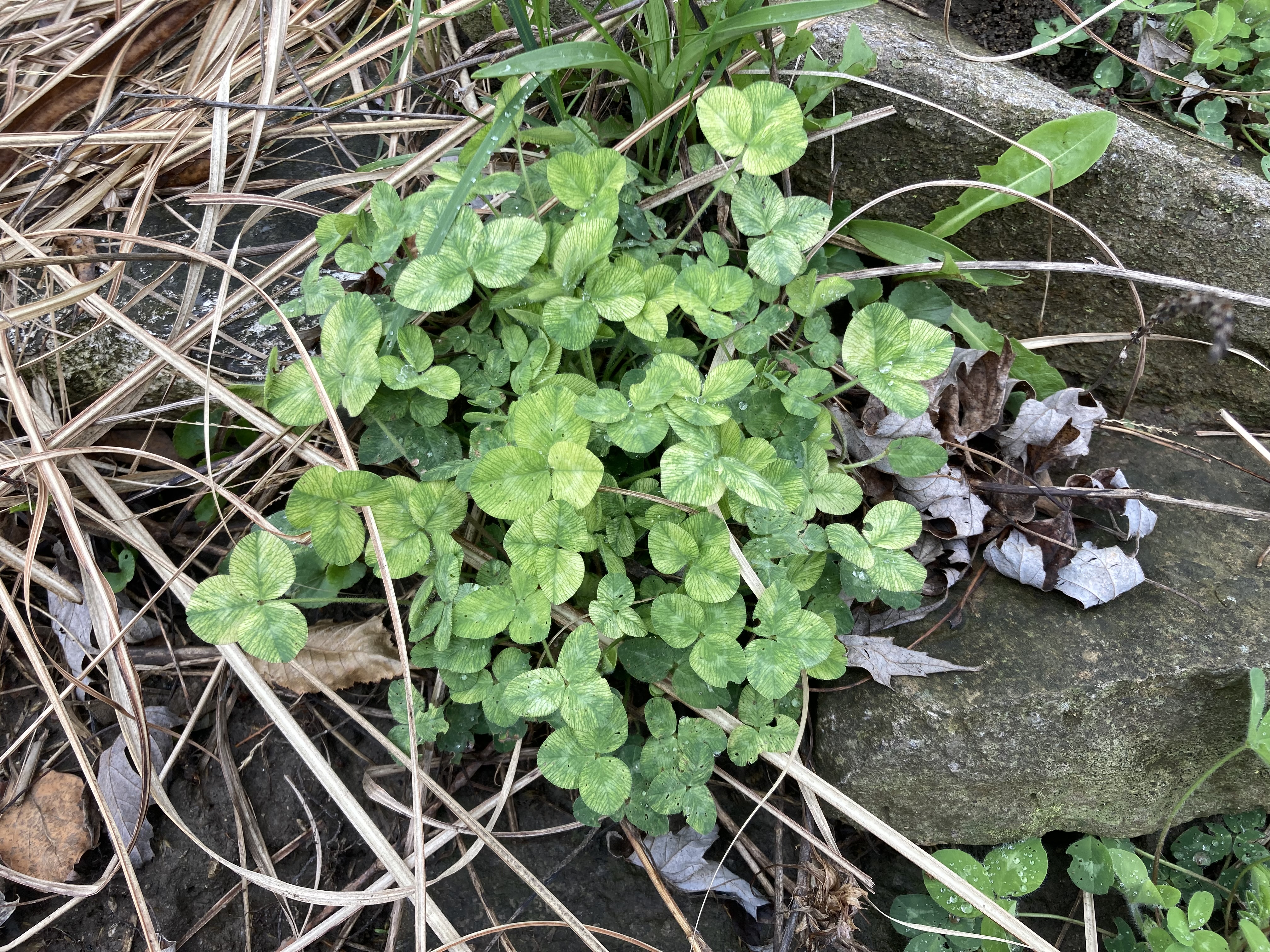Variegated clover? - Pictures! - Growing Fruit