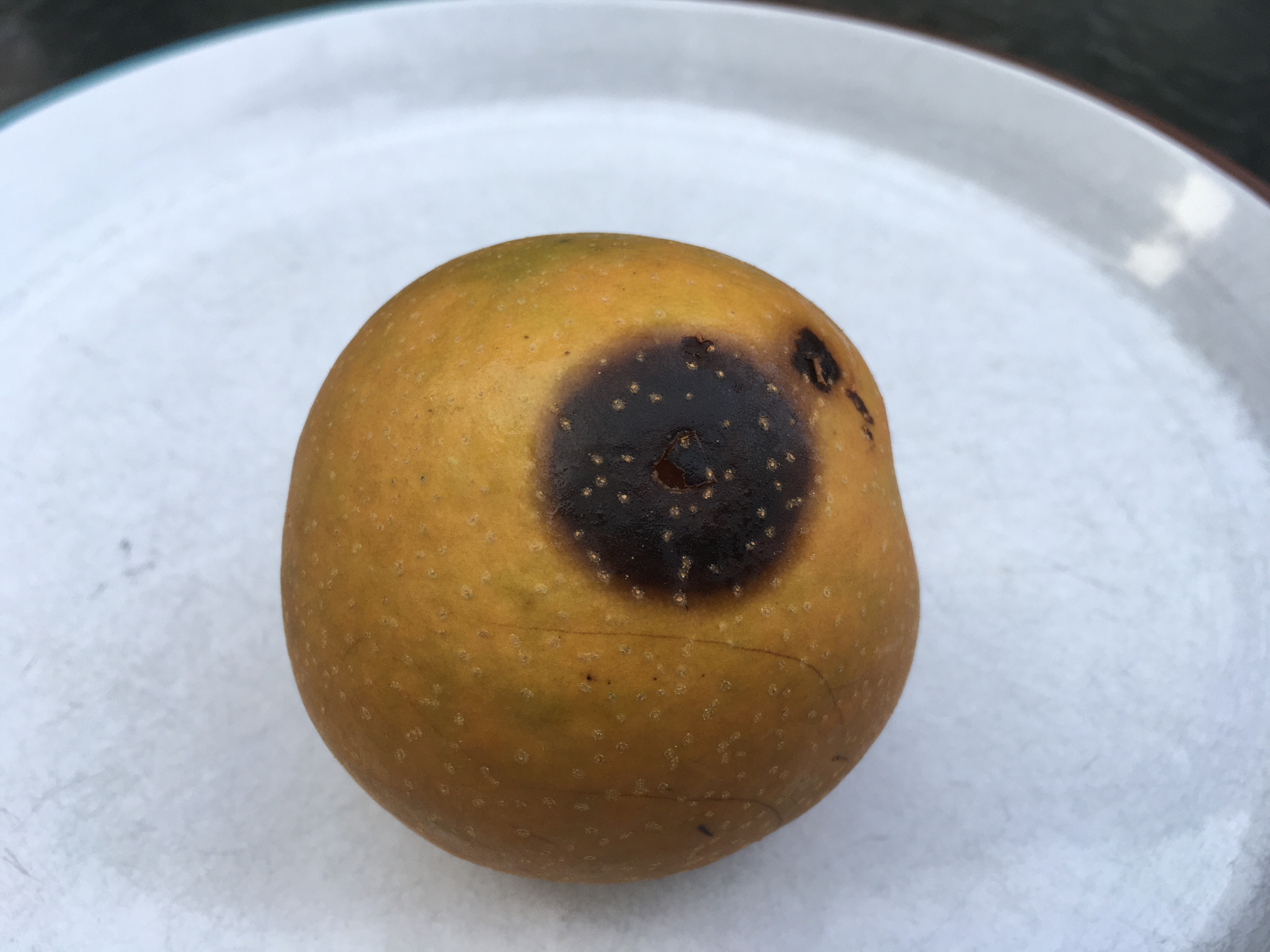 Rot on Korean Giant pears - General Fruit Growing - Growing Fruit