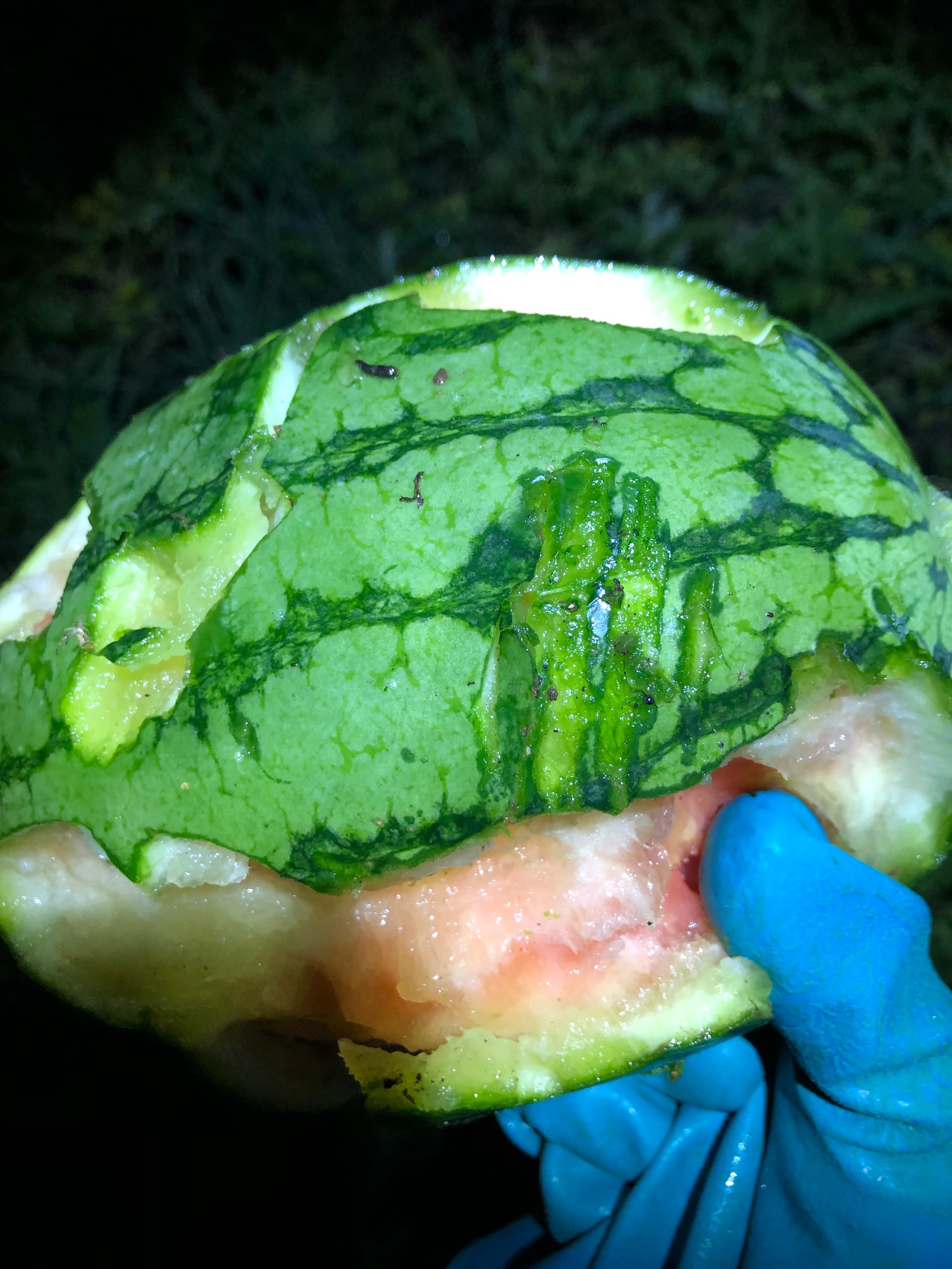 Watermelon, fox, crow - General Fruit Growing - Growing Fruit