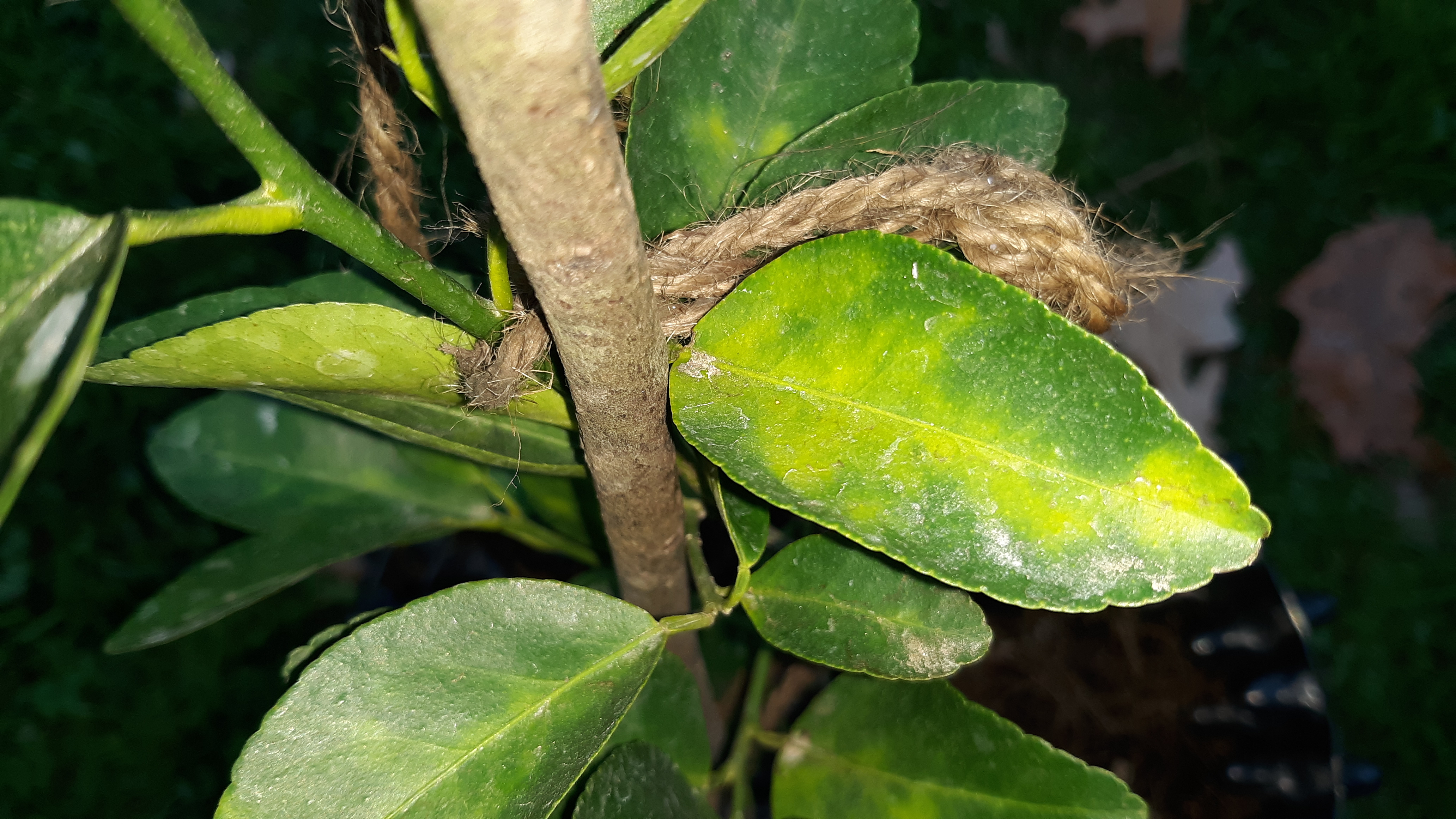 Citrus Greening aka Huanglongbing (HLB)? - General Fruit Growing ...