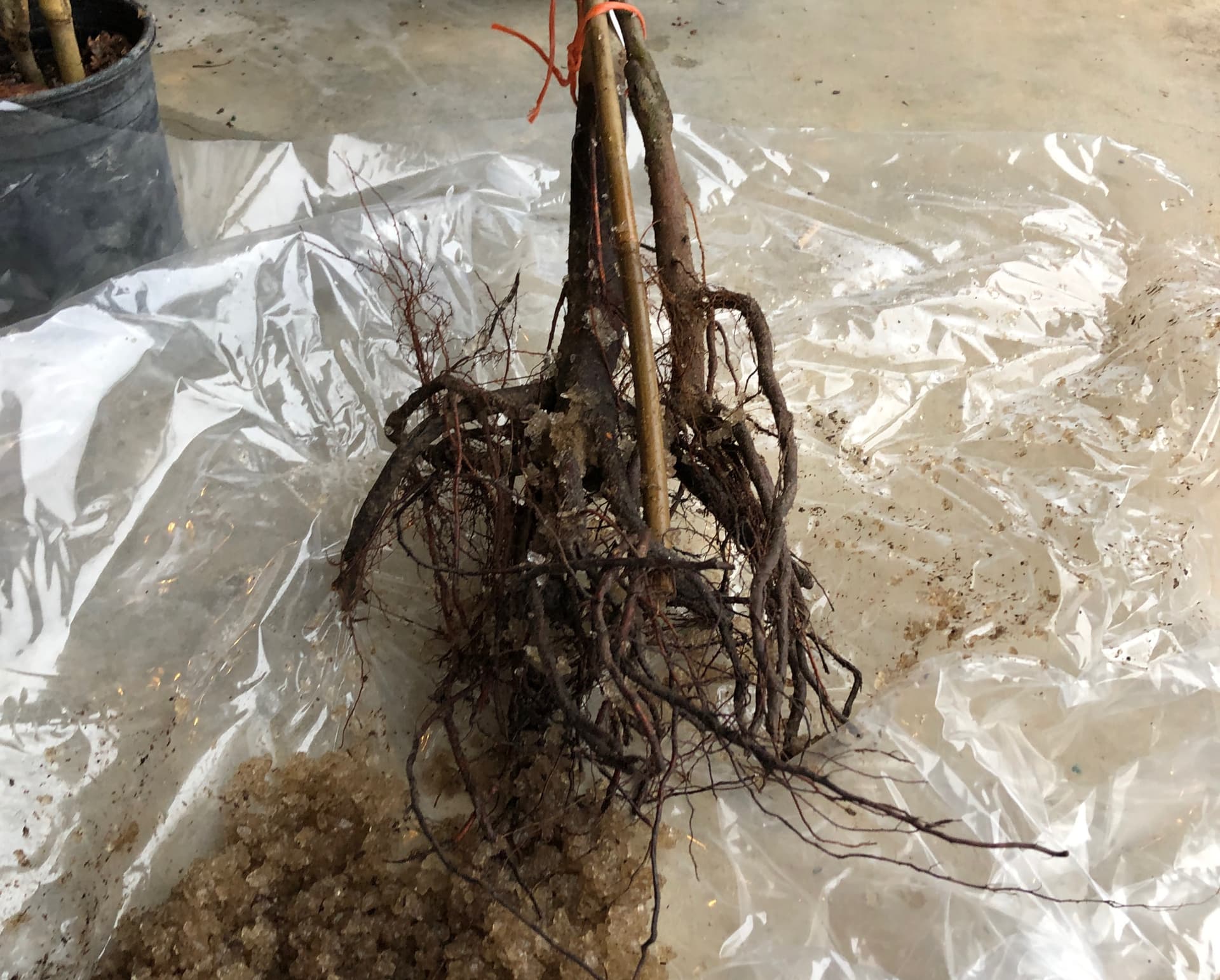 Which rootstock/nursery for Asian pear? (Raleigh NC, zone 8a) - General ...