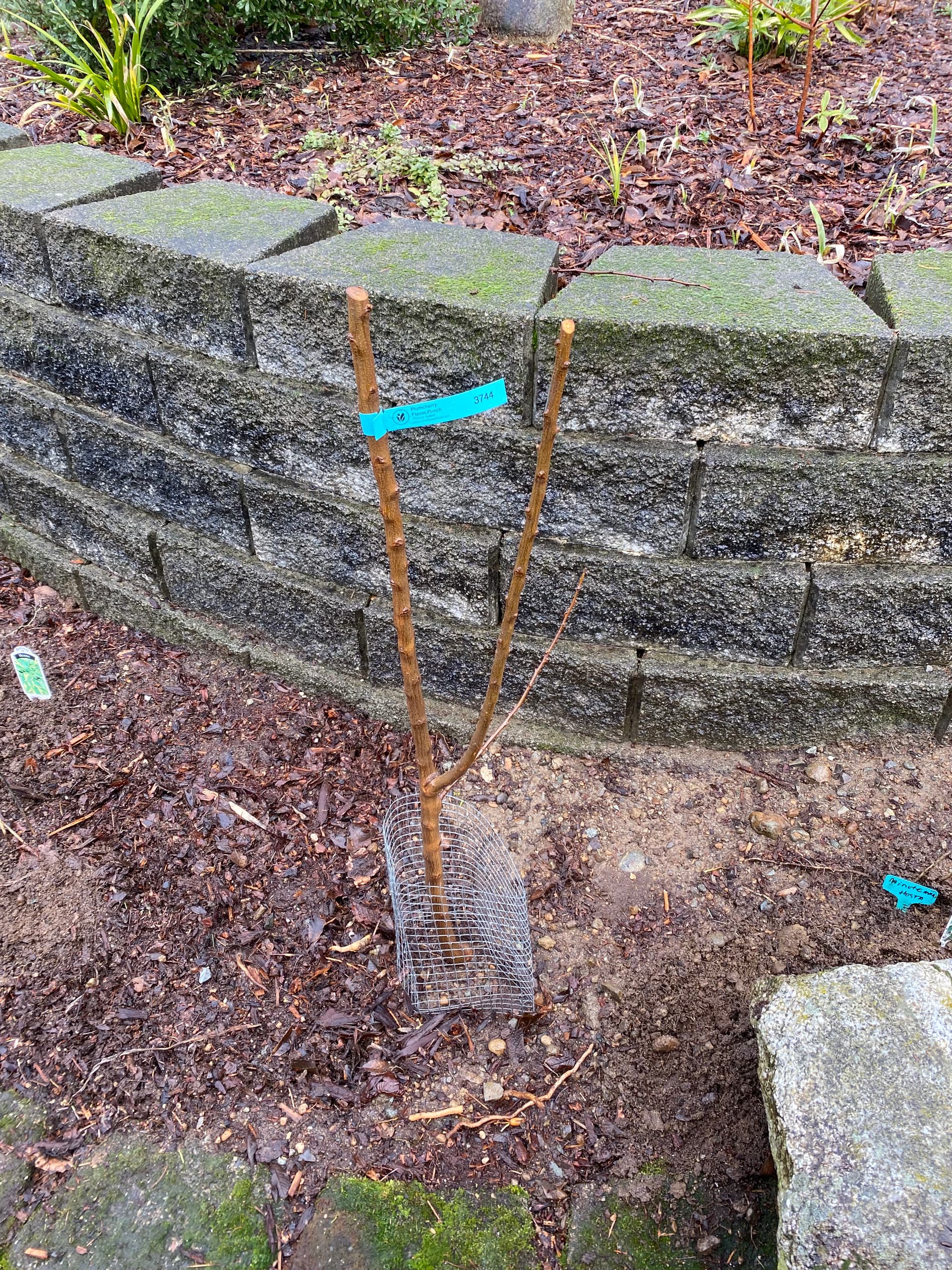 Flavor Punch Pluerry - General Fruit Growing - Growing Fruit