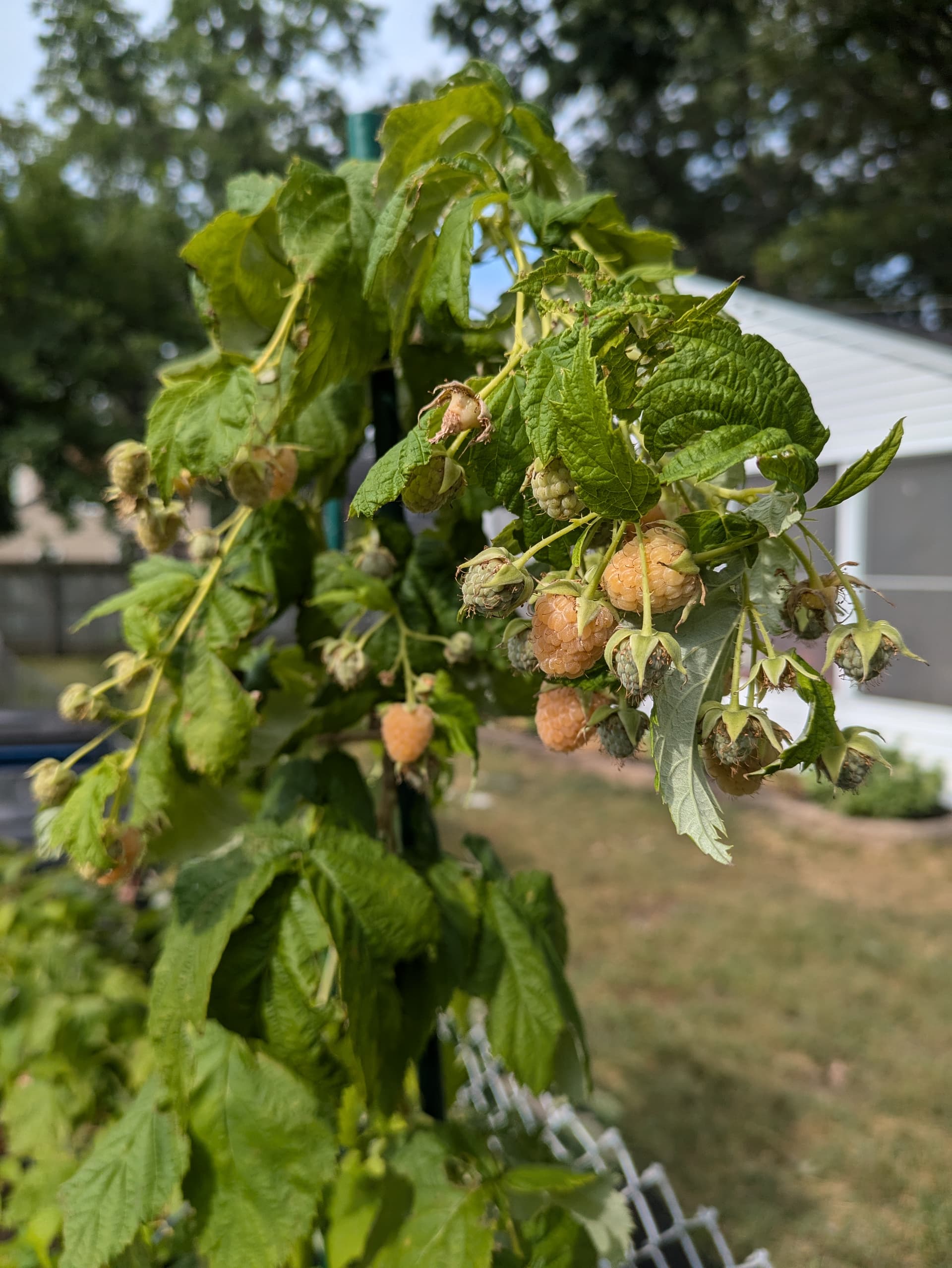 Fall Gold Raspberry Color - General Fruit Growing - Growing Fruit