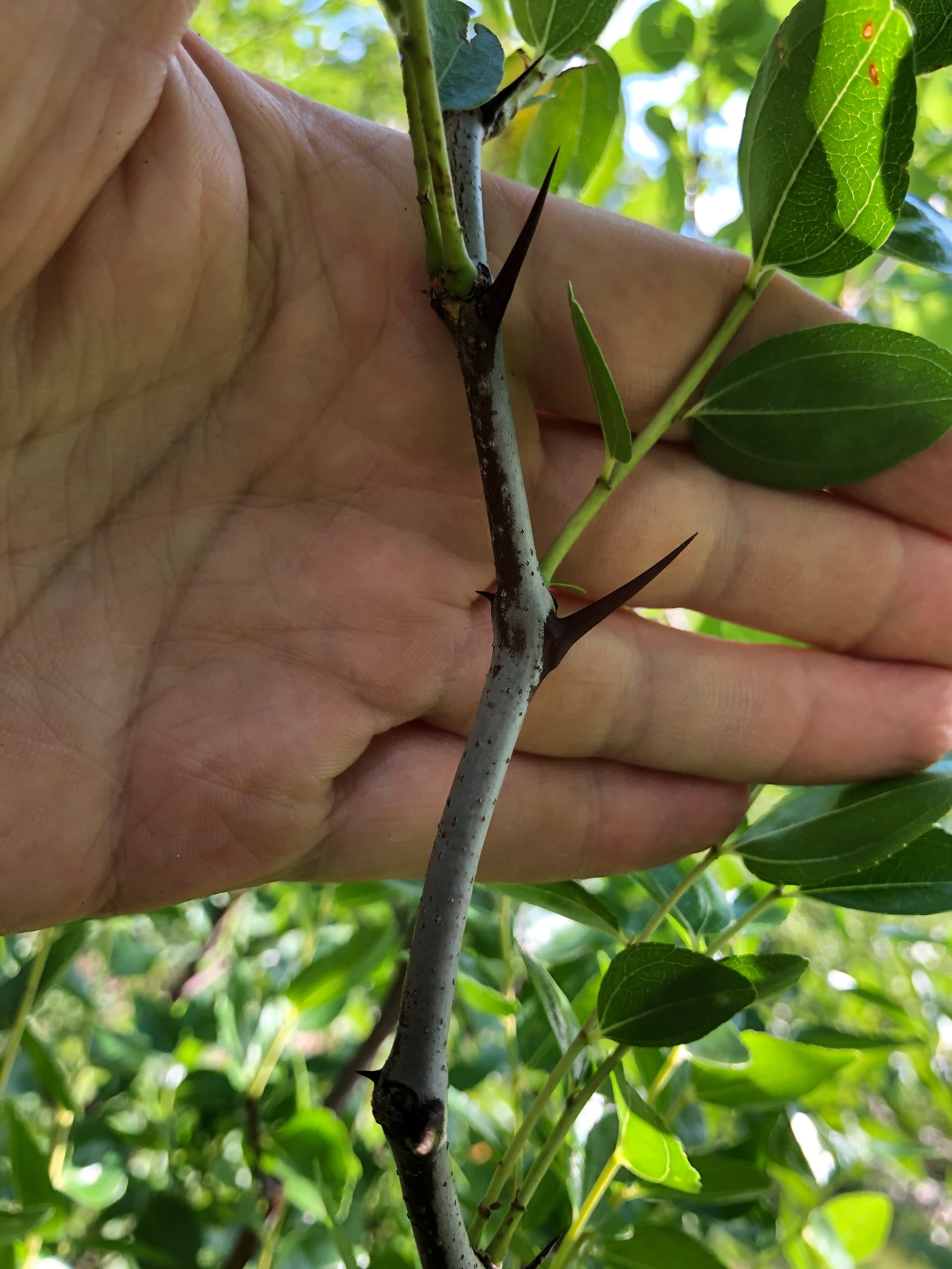 jujube tree thorns