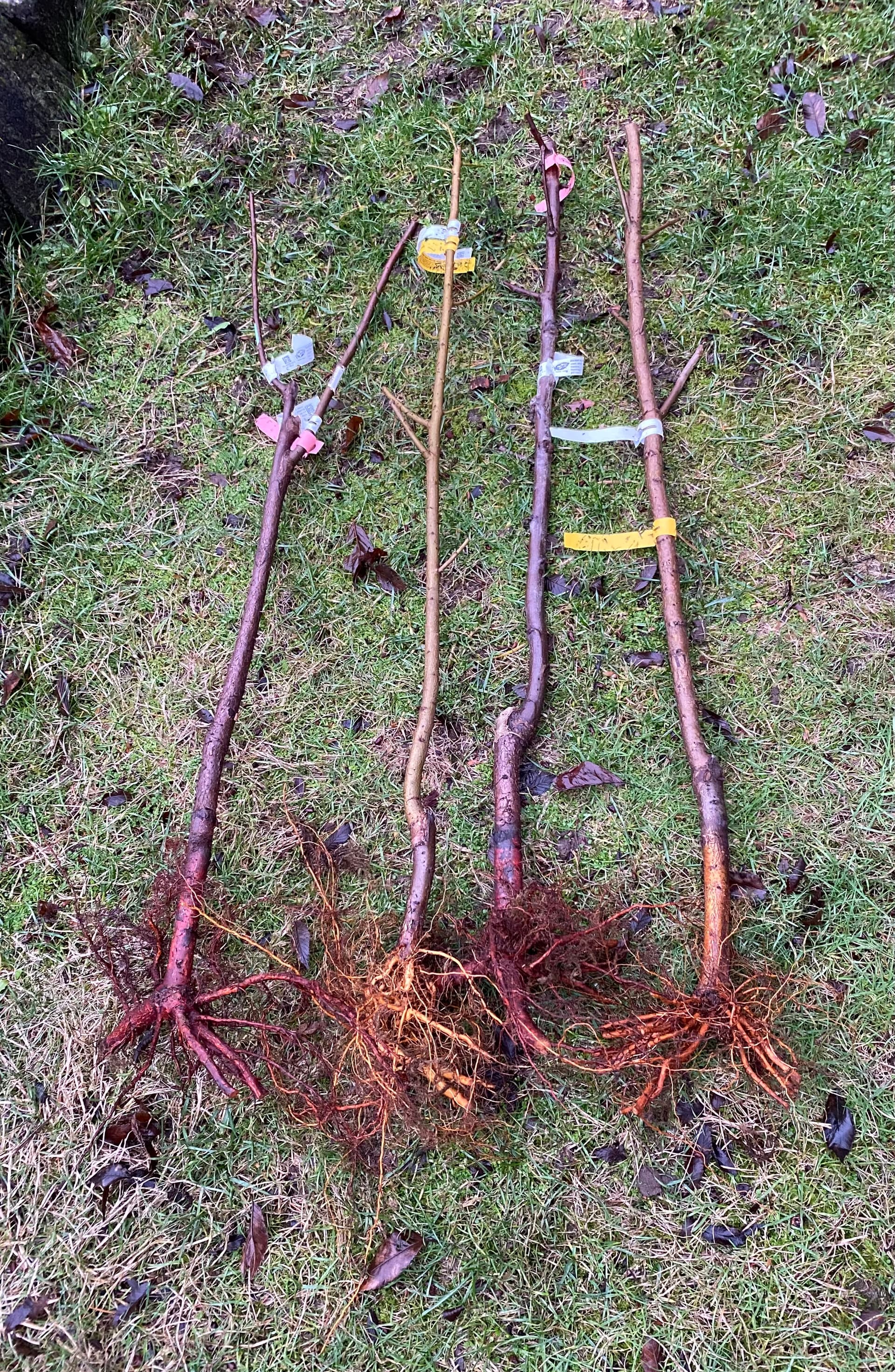 Bloom times of plums/hybrids. Zone 8b, PNW - General Fruit Growing ...