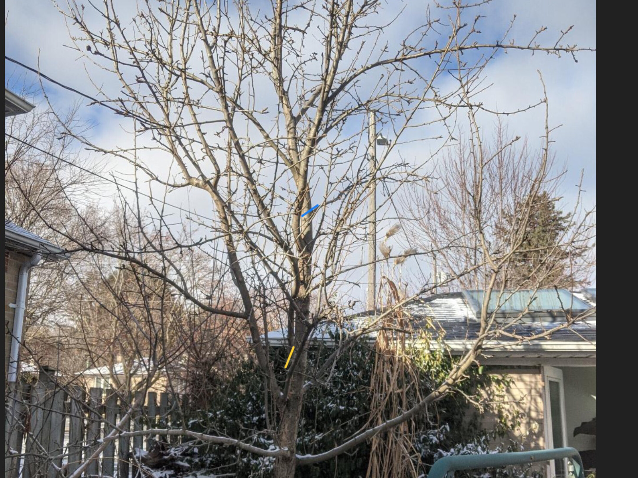 Pear Tree topping - General Fruit Growing - Growing Fruit