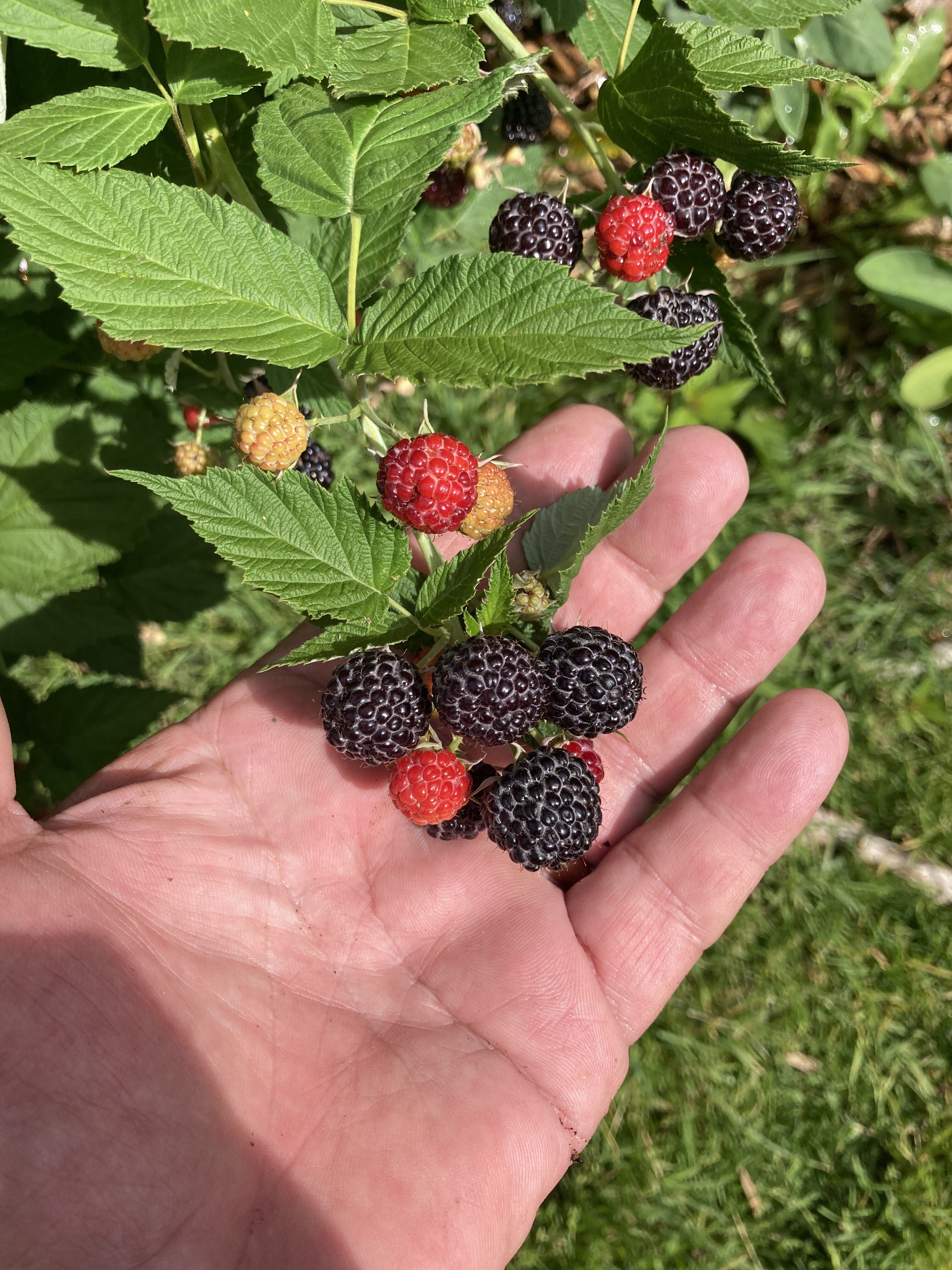 black raspberry not fruiting