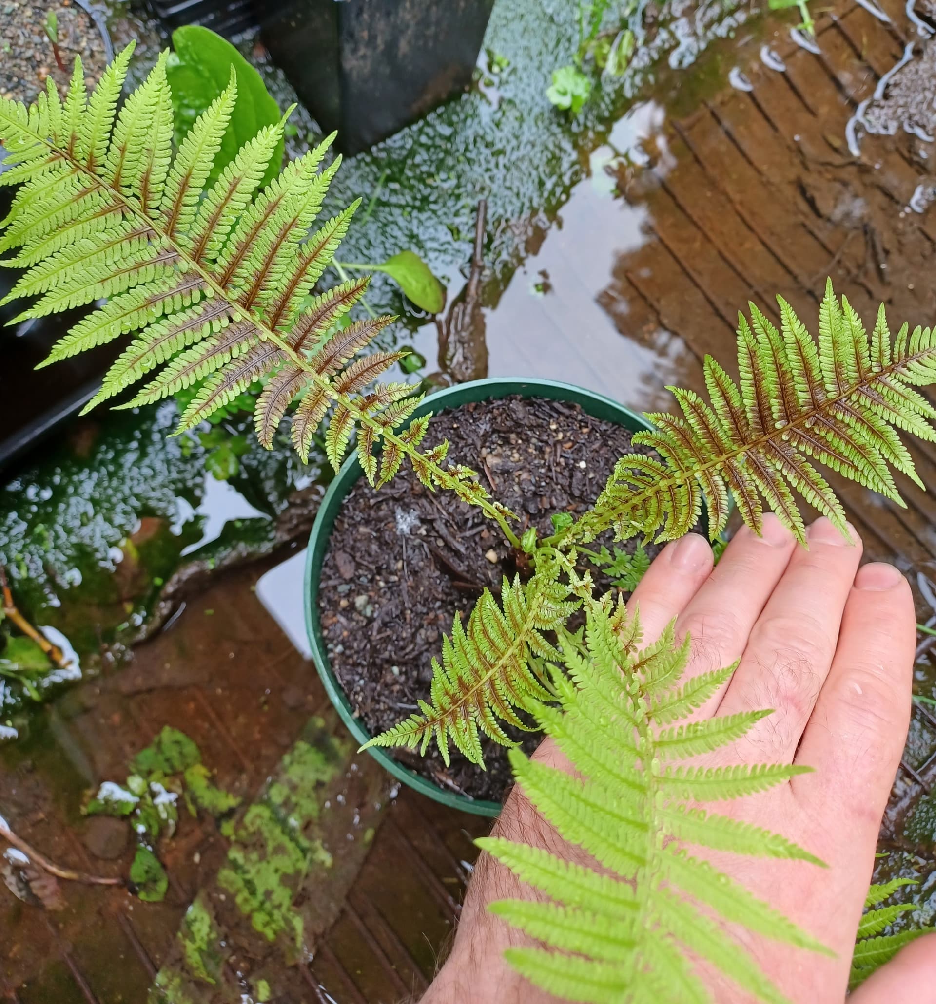 Edible ferns - General Gardening - Growing Fruit