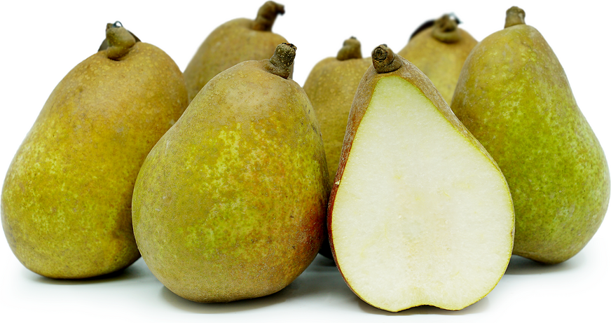 Magness pear - General Fruit Growing - Growing Fruit