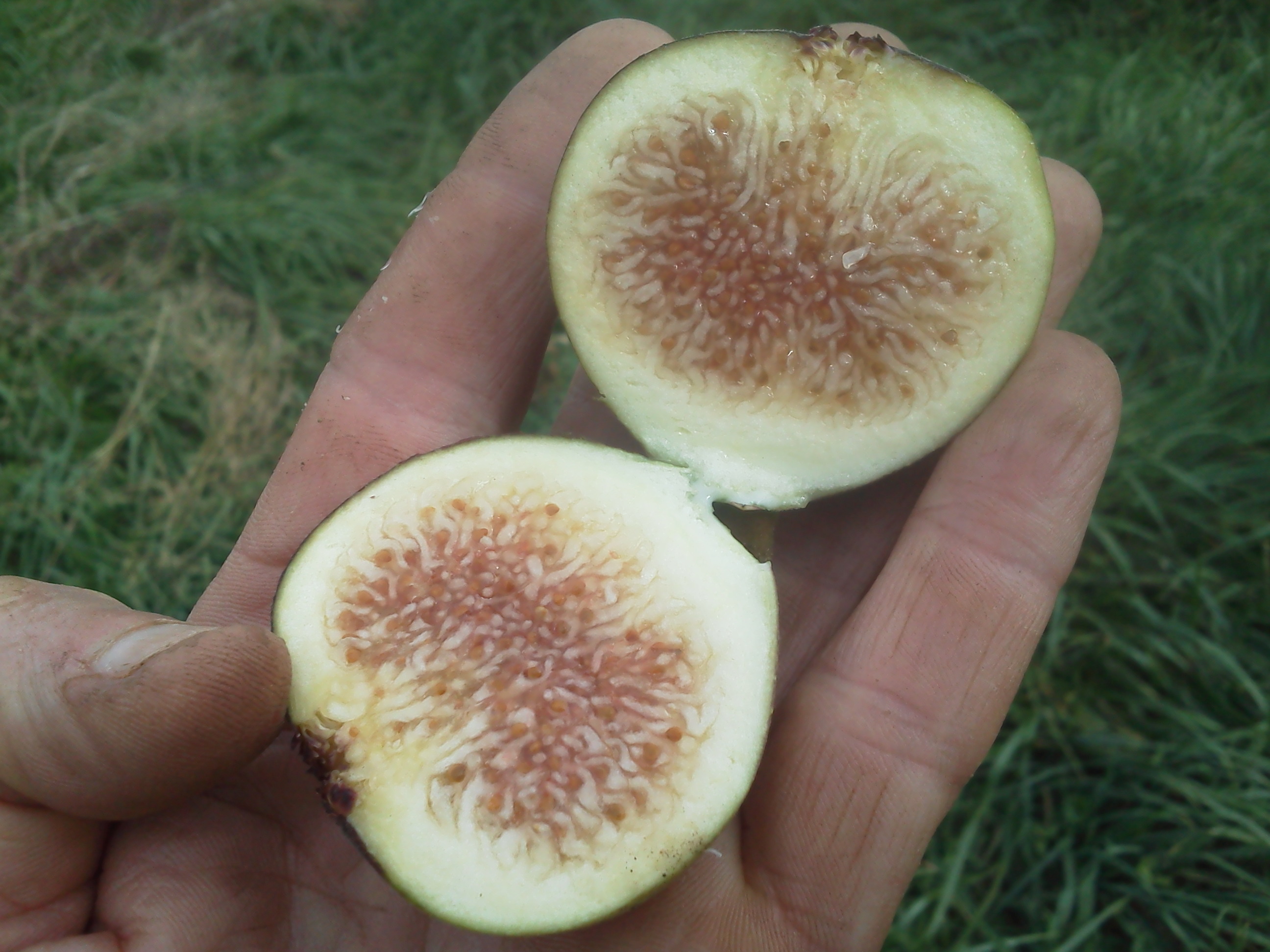 Fig Seedlings- Controlled Cross - General Fruit Growing - Growing Fruit
