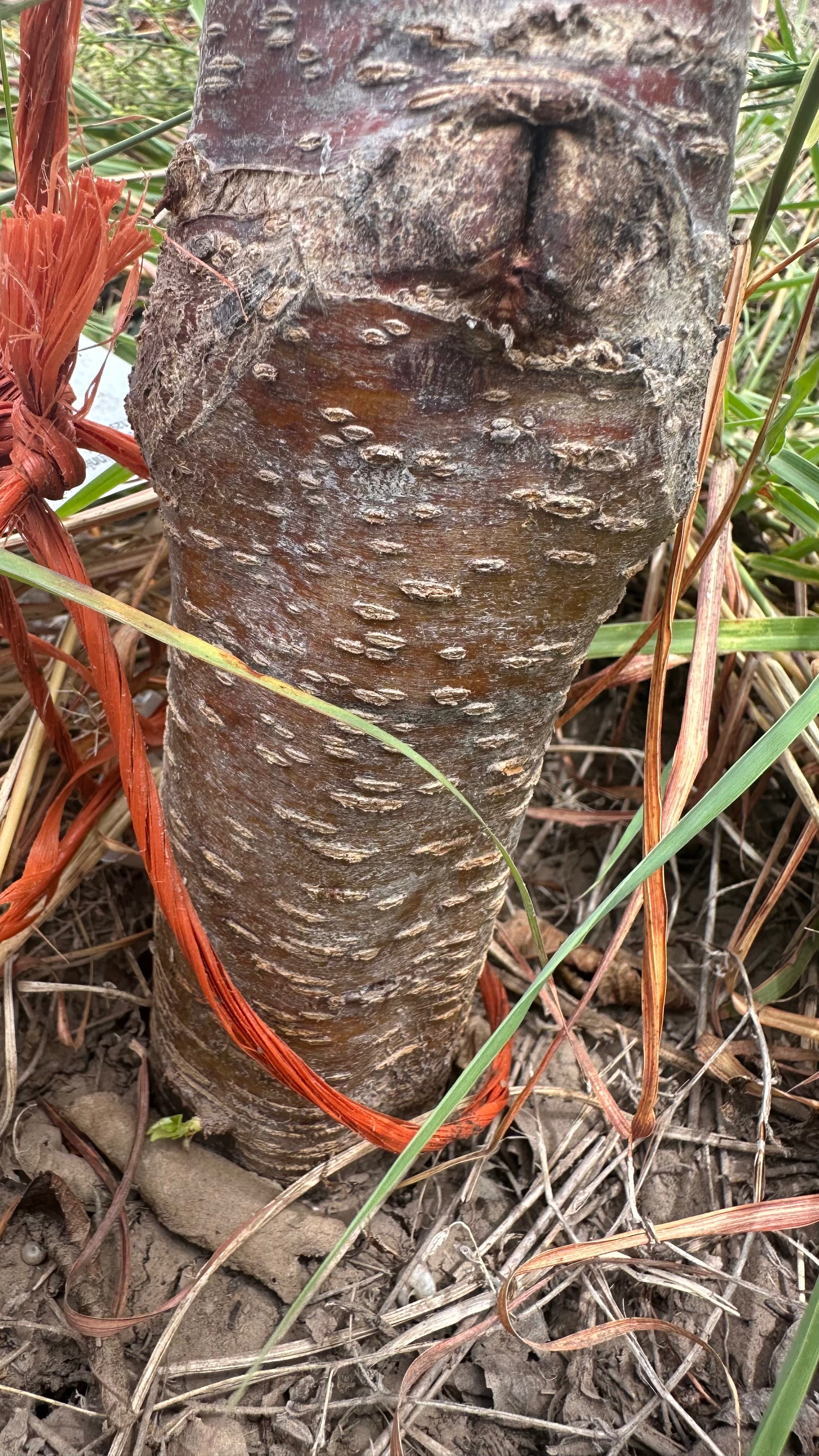 Prunus avium help - General Fruit Growing - Growing Fruit